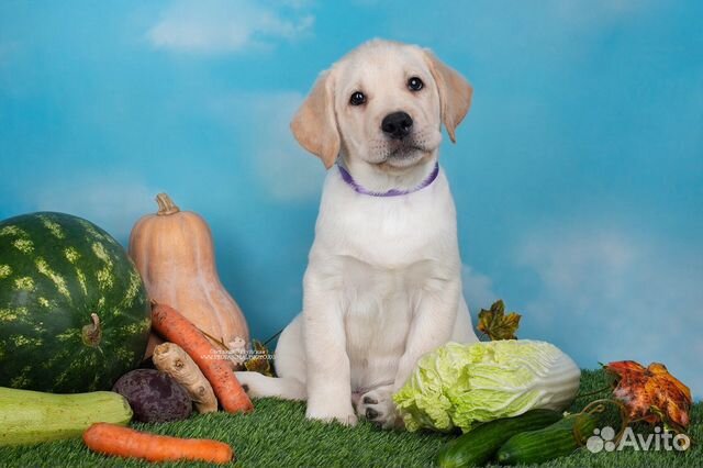 Щенки лабрадора мальчики питомник Форса Лабриа