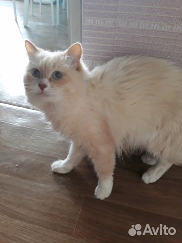 Ангорский кот