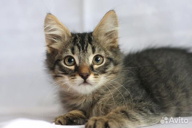 Чудо-котёнок Потап в добрые руки