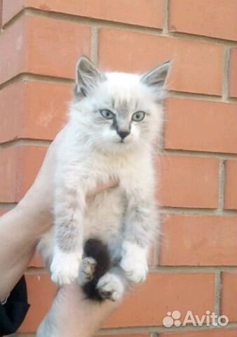 Красавец котик 3 месяца сиамского окраса