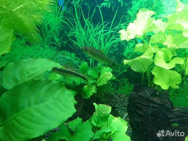 Сиамские водорослееды