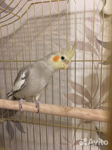 Попугай корелла