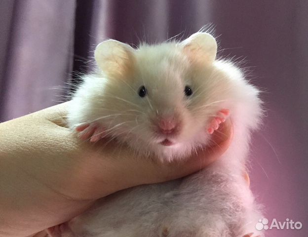 Сирийский хомяк. Мальчик 1 месяц