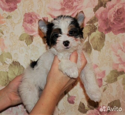 Бивер щенки очень красивые