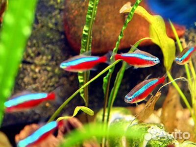 Отдам пару рыбок-неончиков