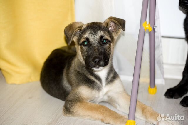 Метис овчарки крупная девочка