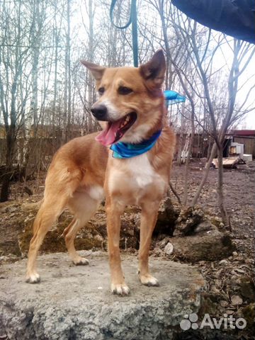 Очень хороший и ласковый молодой пёс