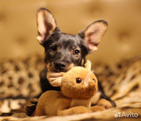 Восхитительный щенок Дина ищет дом