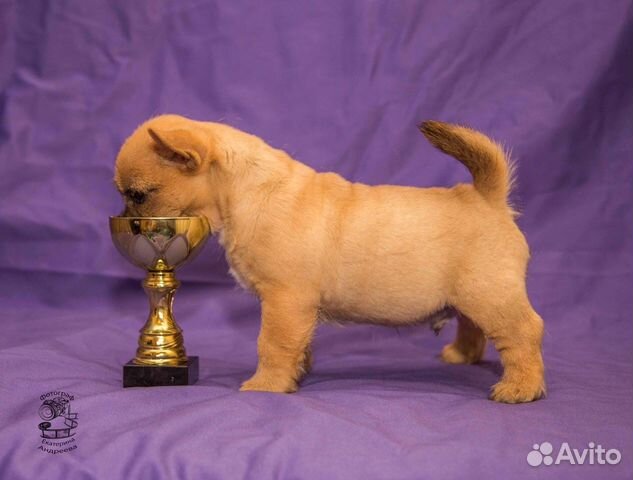 Норвич терьер