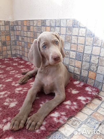 Щенки Веймаранера