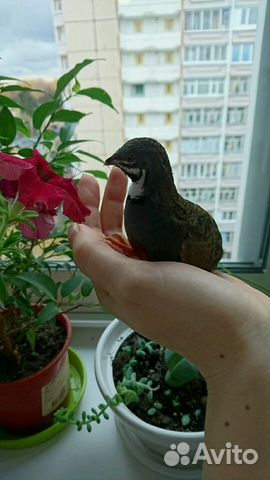 Китайский расписной перепел