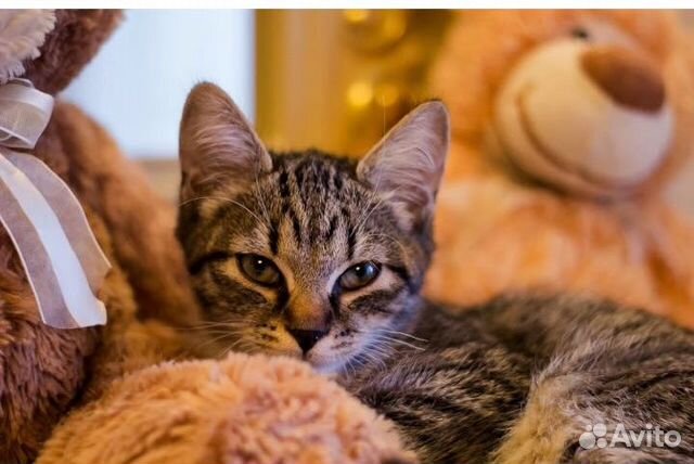 Котенок Арчи ищет дом
