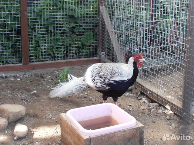 Фазаны золотой, серебряный