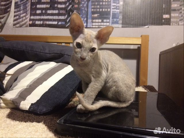 Котята петербургский сфинкс
