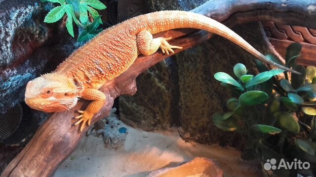 Продается бородатая агама