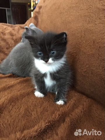 На редкость умные братишки с очень выразительным