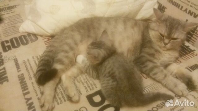 Котёнок от матери-британки