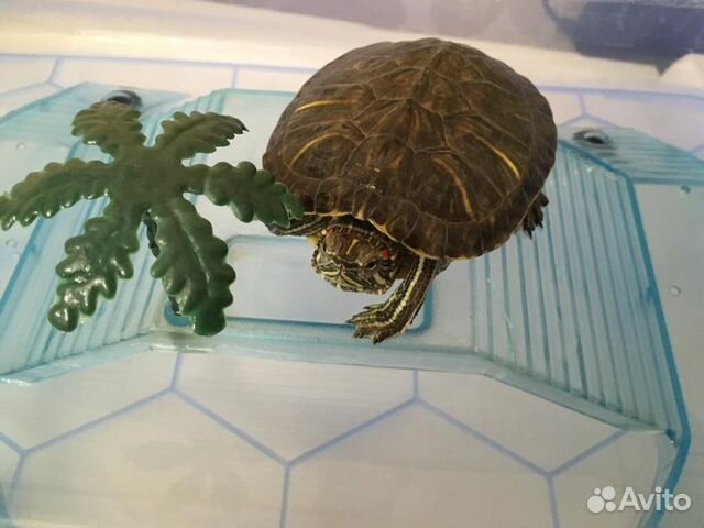 Красноухая морская черепаха