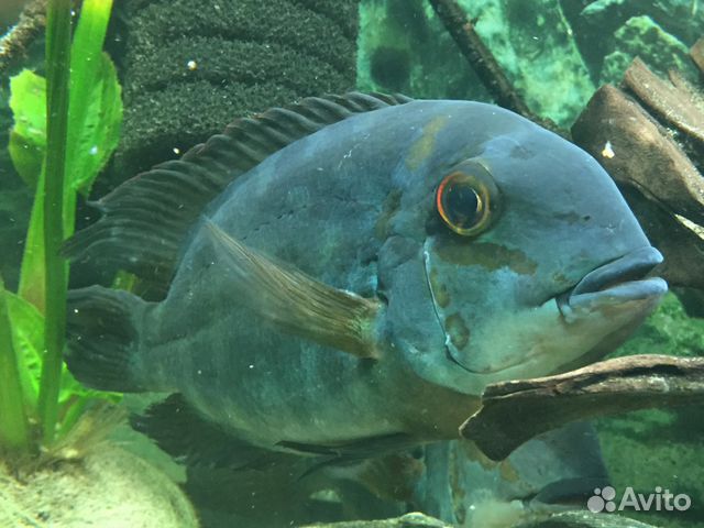 Цихлазома пситтакус (Hoplarchus psittacus)