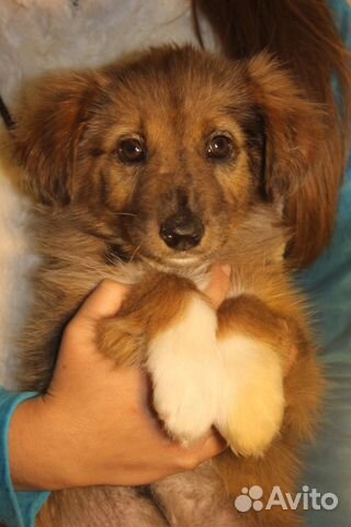 Щенок Плюша