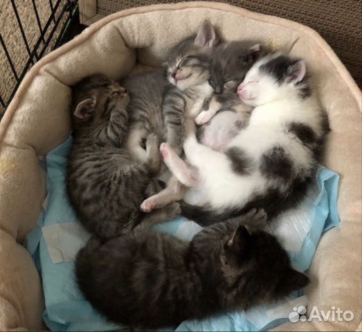 Котятки 2 месяца в добрые руки