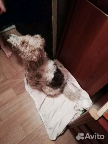 Эрдельтерьер