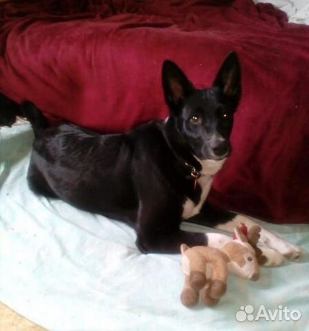 Чёрно-белаый мальчишка Арчибальд в дар