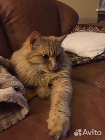 Рыжий молодой кот 6 мес