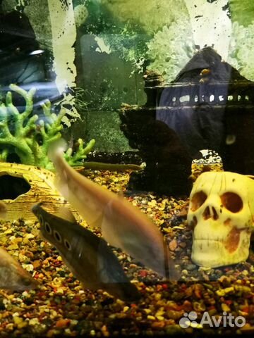 Аквариумая рыба - нож глазчатый