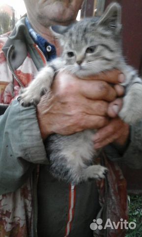 Котёнок в дар