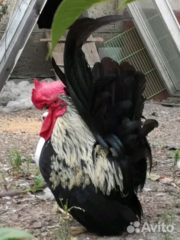 Породные петухи