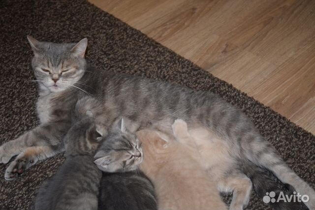 Продаются шотландские котята