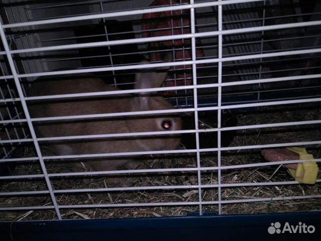 Продам женскую кролю(2мес)