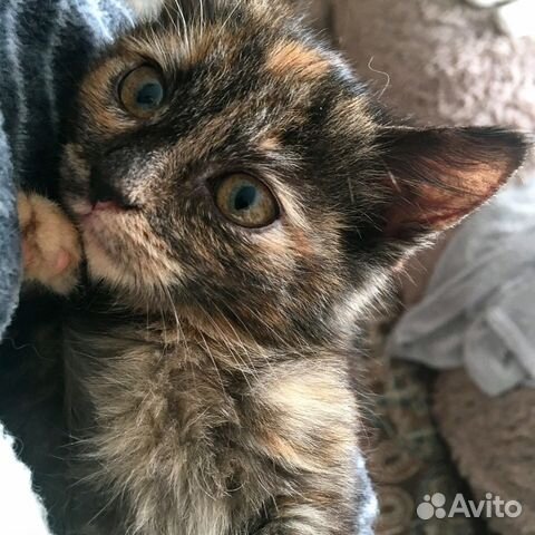 Котенок девочка в дар