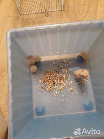 Сирийские хомячата