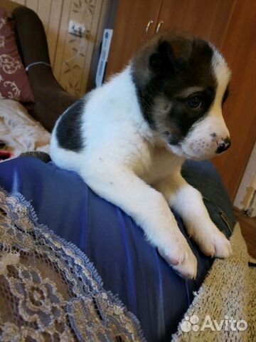 Плюшевый собакен в добрые руки