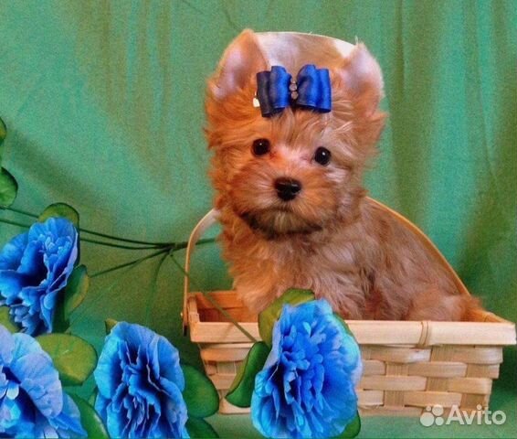 Йорк мини парень