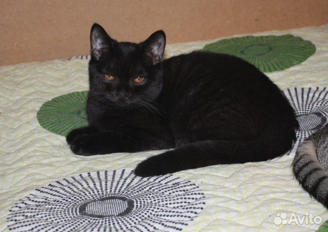 Британочка окрас чёрный 3 мес