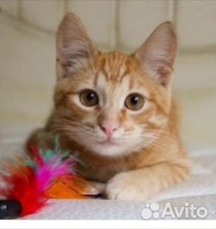 Котенок в добрые руки