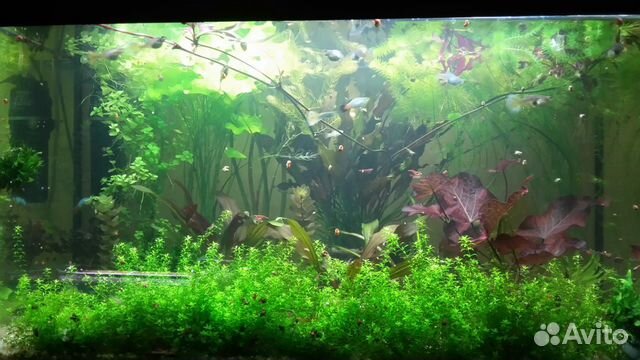 Растения, креветки, пецилии
