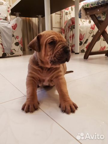 Продаю щенков Фила бразилейро