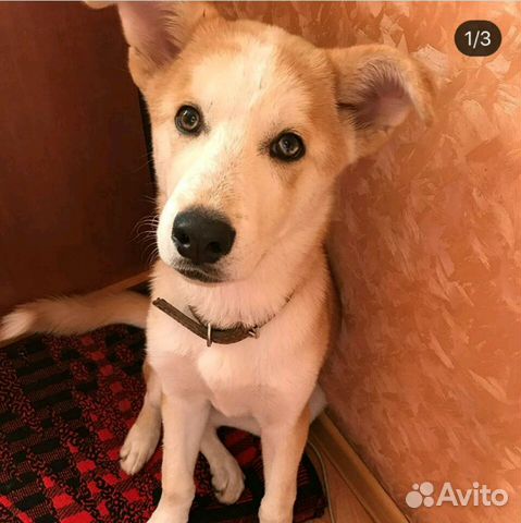 Марта ищет дом и семью