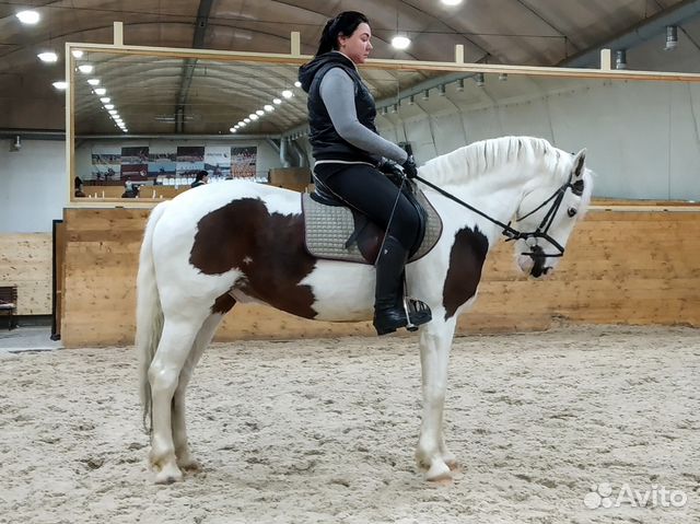 Пегий мерин в любительский спорт