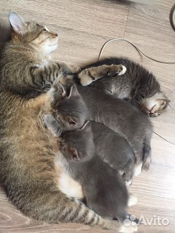 Котята обыкновенные