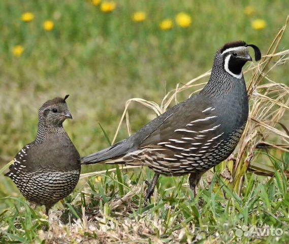 Калифорнийские перепела, турачи, фазаны, павлины