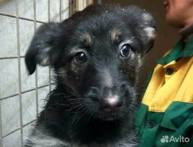 Щенок смышленый Оливер в добрые руки в дар