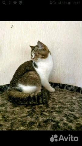 Отдам Котов и кошек из питомника