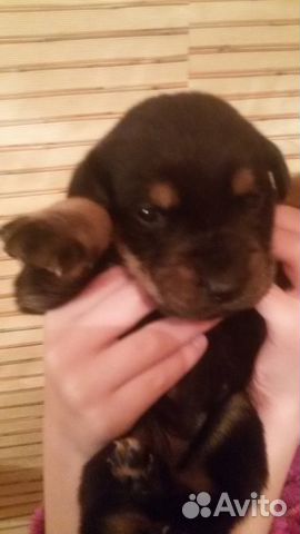 Отдам щенков