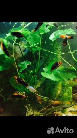 Меченосцы 5 шт разных пород