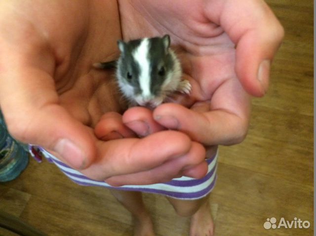 Мышки -песчанки